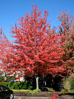 Maple - Gammon's Garden Center & Landscape Nursery