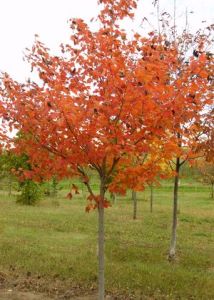 Maple - Gammon's Garden Center & Landscape Nursery