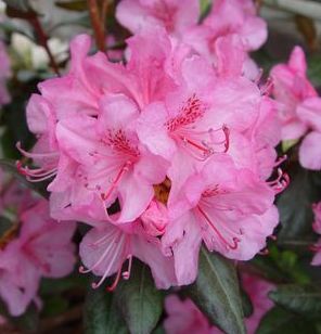 Rhododendron - Gammon's Garden Center & Landscape Nursery