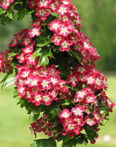 Hawthorne - Gammon's Garden Center & Landscape Nursery