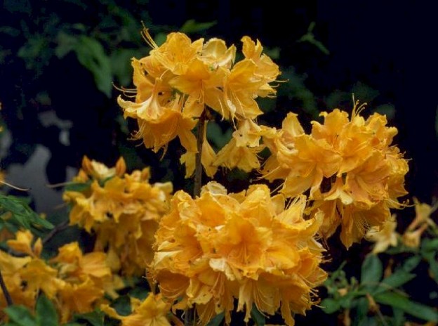 Azalea – Gammon's Garden Center & Landscape Nursery