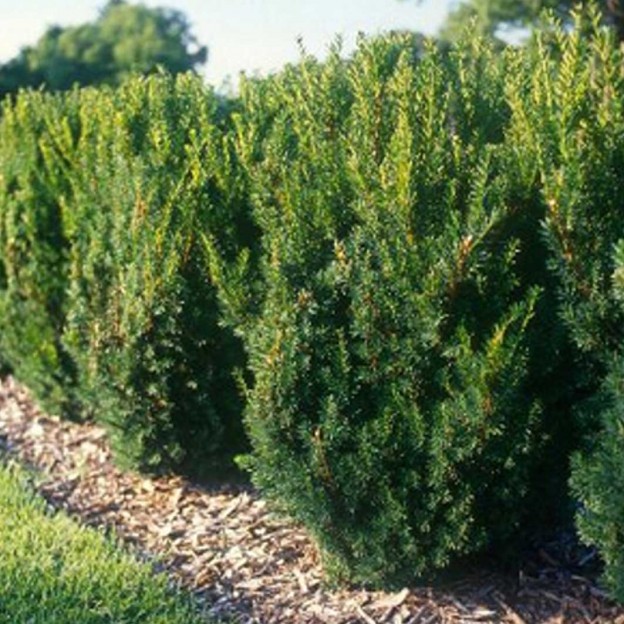Yew - Gammon's Garden Center & Landscape Nursery