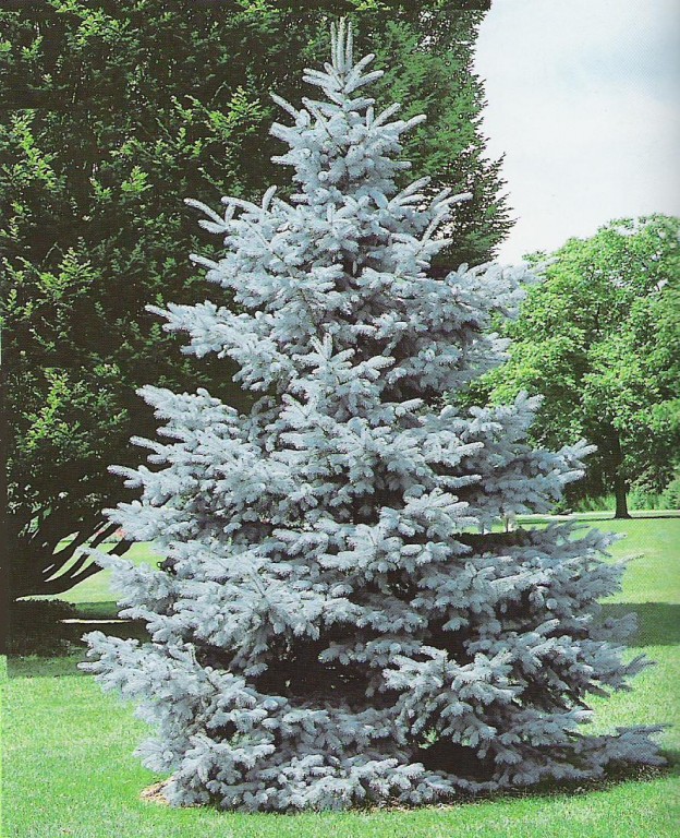 Spruce - Gammon's Garden Center & Landscape Nursery