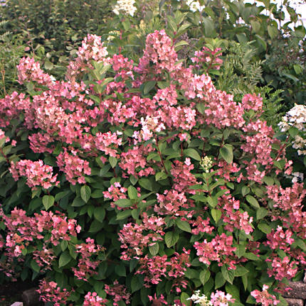 Hydrangea Trees - Gammon's Garden Center & Landscape Nursery