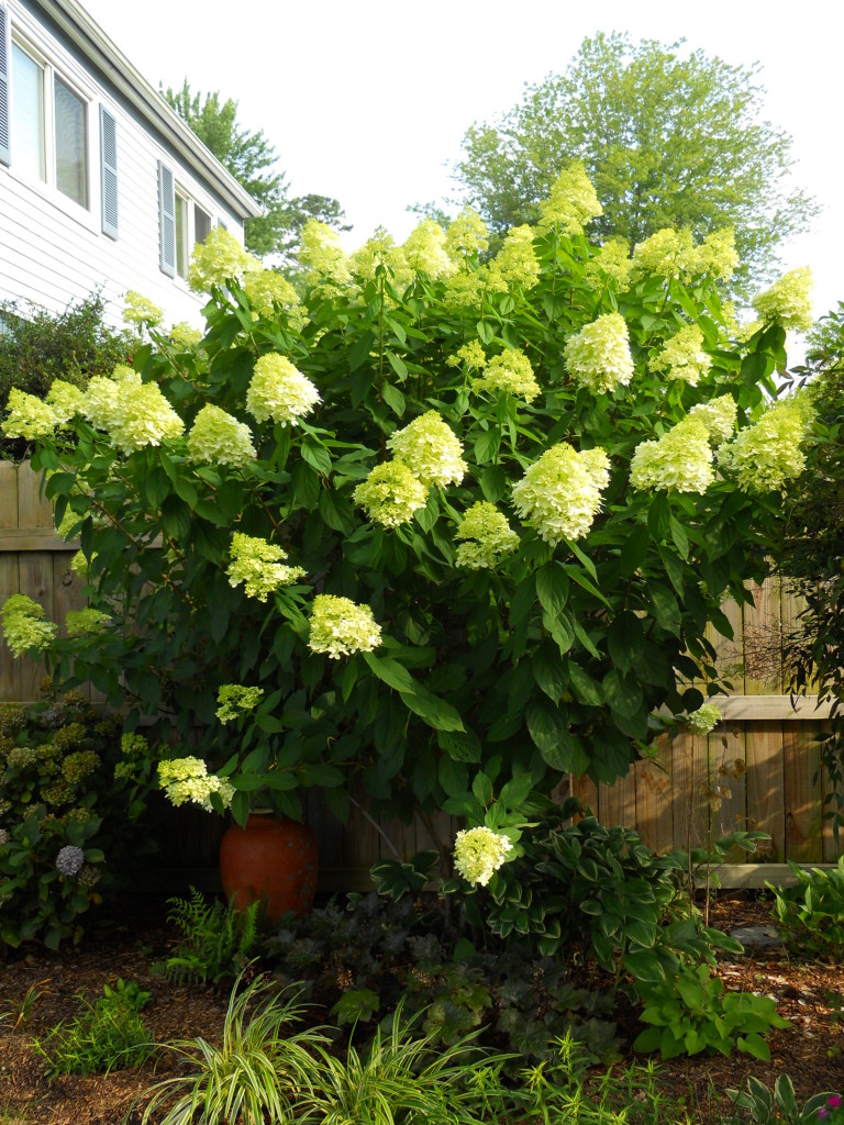 Hydrangea Trees - Gammon's Garden Center & Landscape Nursery