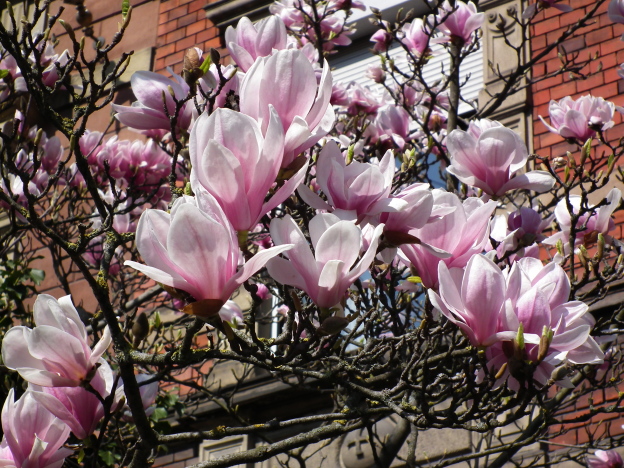 Magnolia - Gammon's Garden Center & Landscape Nursery