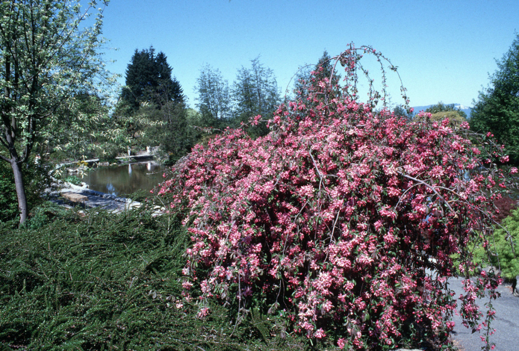 Louisa Weeping Flowering Crabapple | Best Flower Site