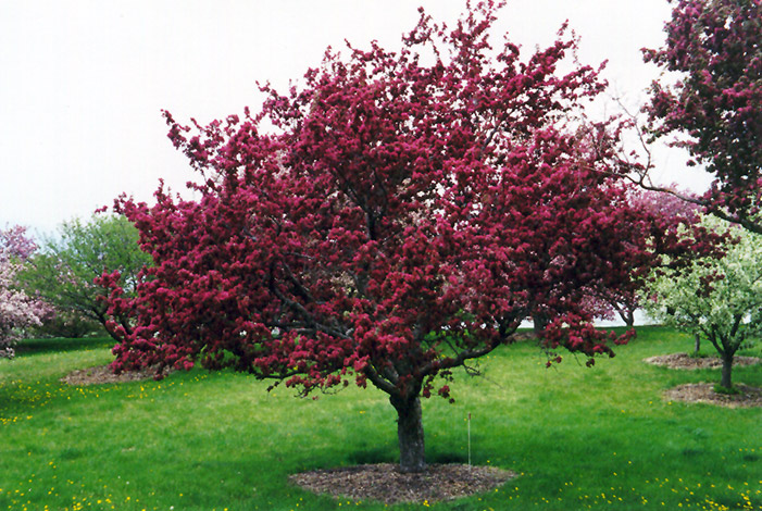 Crabapple - Gammon's Garden Center & Landscape Nursery