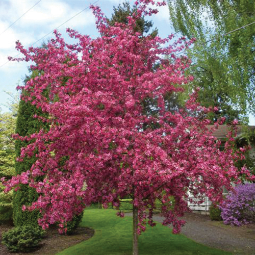 Crabapple - Gammon's Garden Center & Landscape Nursery