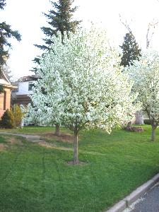 Crabapple – Gammon's Garden Center & Landscape Nursery