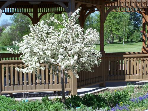 Crabapple | Gammon's Garden Center & Landscape Nursery