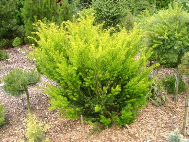 Yew - Gammon's Garden Center & Landscape Nursery