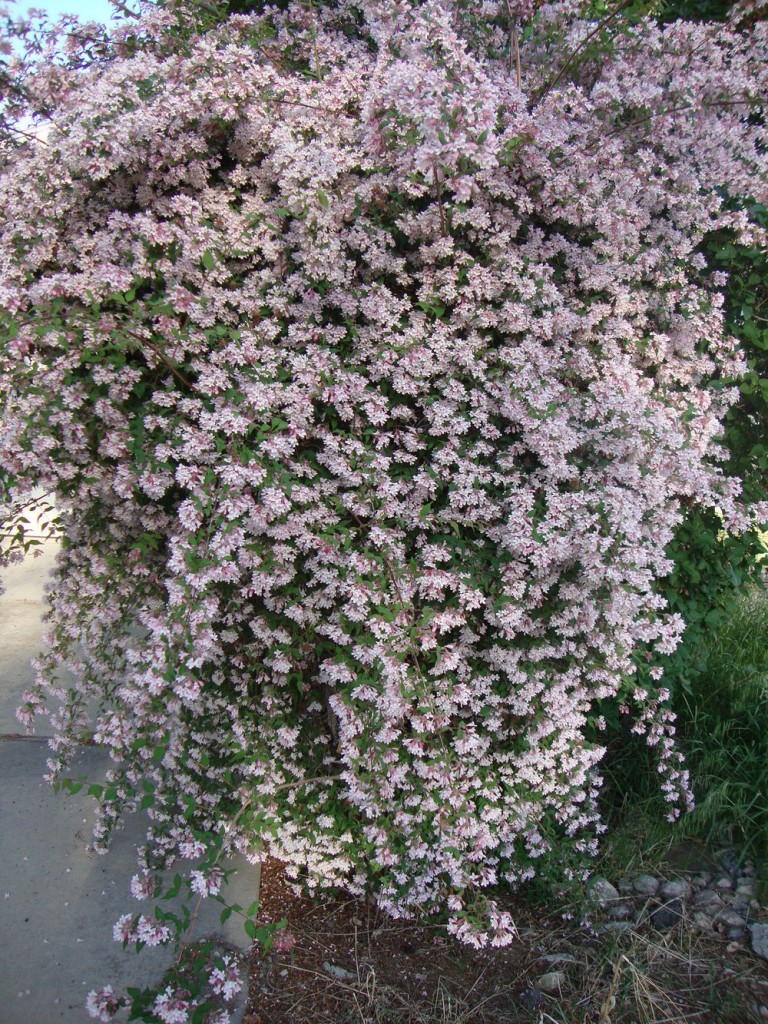 Beauty Bush - Gammon's Garden Center & Landscape Nursery