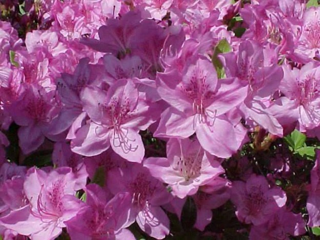 Azalea - Gammon's Garden Center & Landscape Nursery
