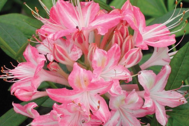Azalea – Gammon's Garden Center & Landscape Nursery