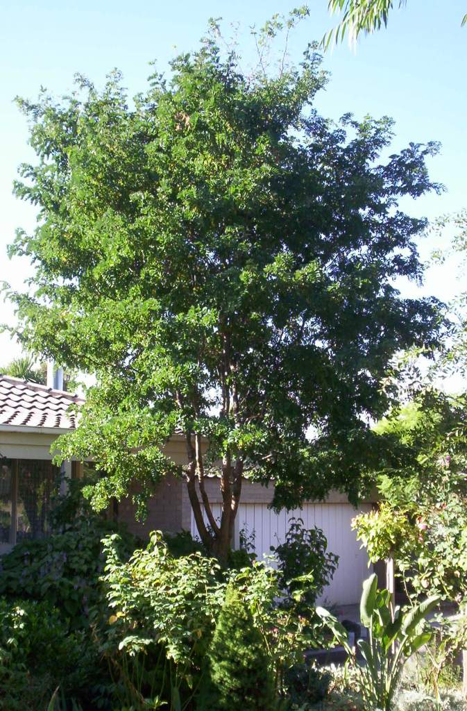 Black Locust - Gammon's Garden Center & Landscape Nursery