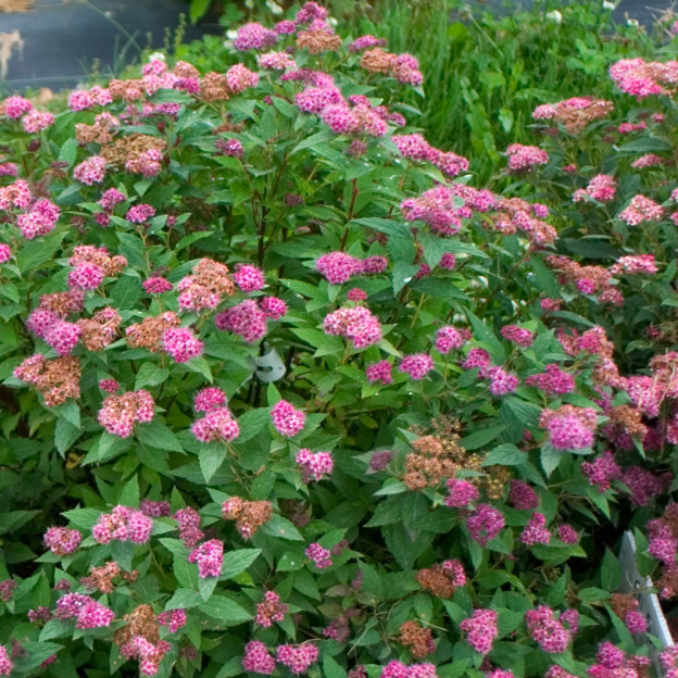 Spiraea – Gammon's Garden Center & Landscape Nursery
