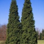 Arborvitae - Gammon's Garden Center & Landscape Nursery
