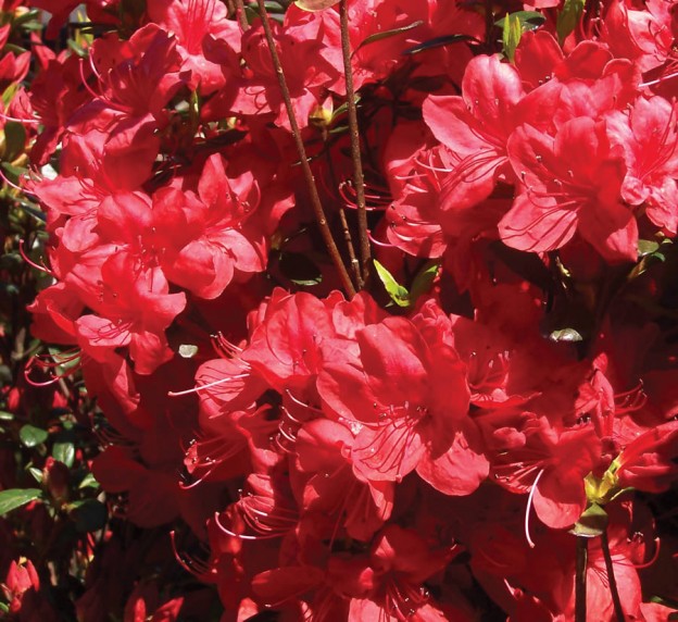 Azalea - Gammon's Garden Center & Landscape Nursery