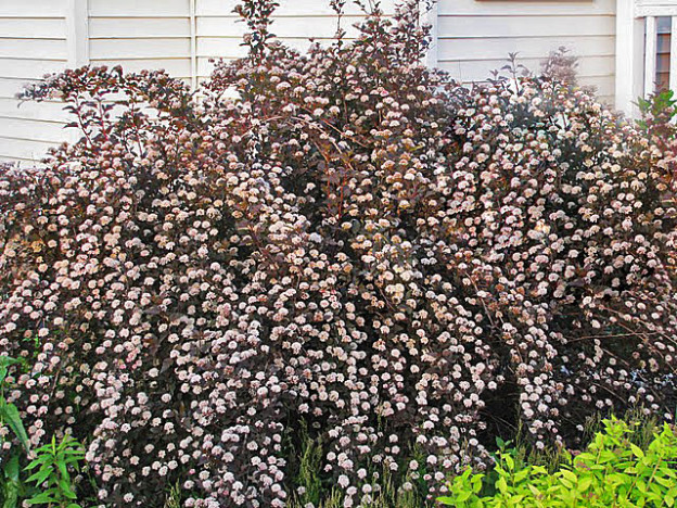 Ninebark - Gammon's Garden Center & Landscape Nursery