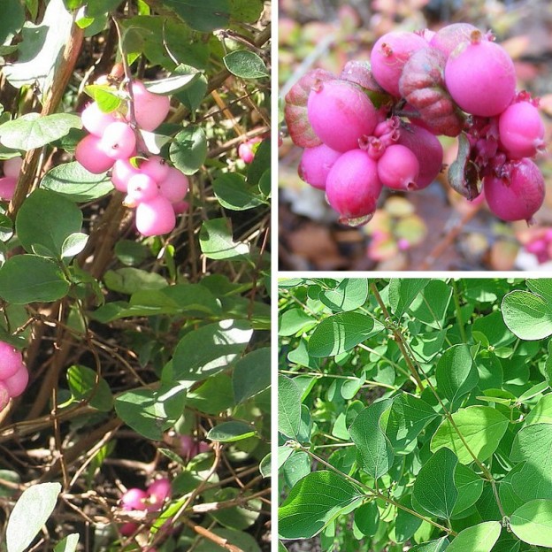Snowberry - Gammon's Garden Center & Landscape Nursery