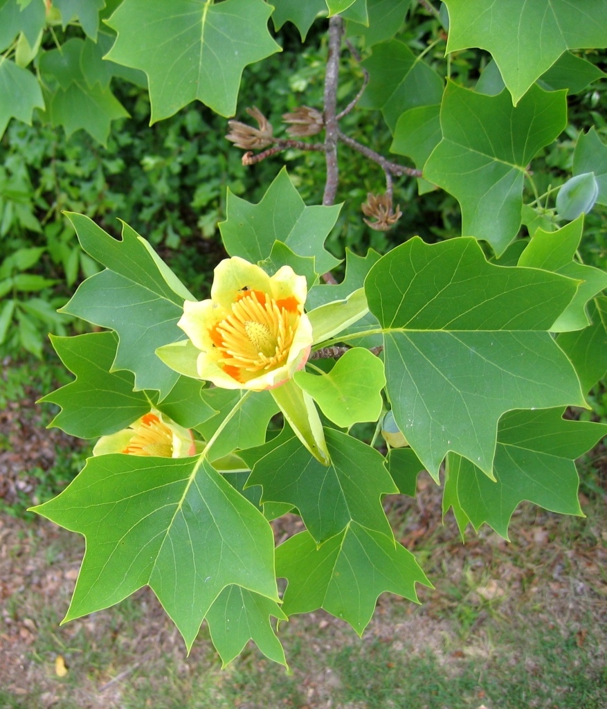 Tulip Tree - Gammon's Garden Center & Landscape Nursery