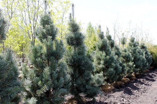 Pine - Gammon's Garden Center & Landscape Nursery