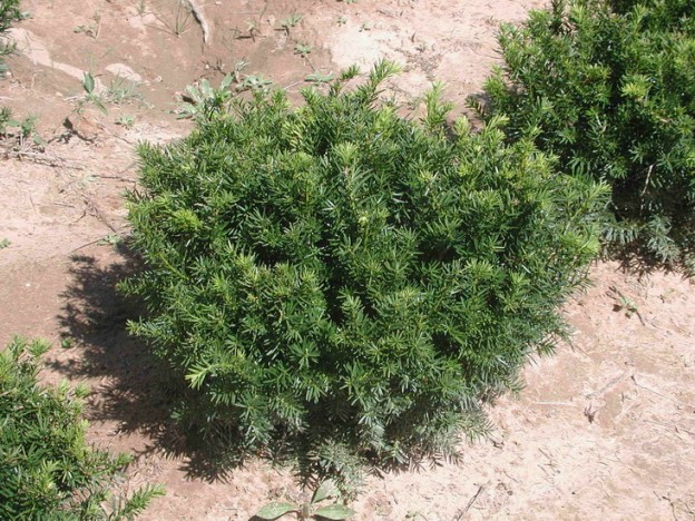 Yew - Gammon's Garden Center & Landscape Nursery