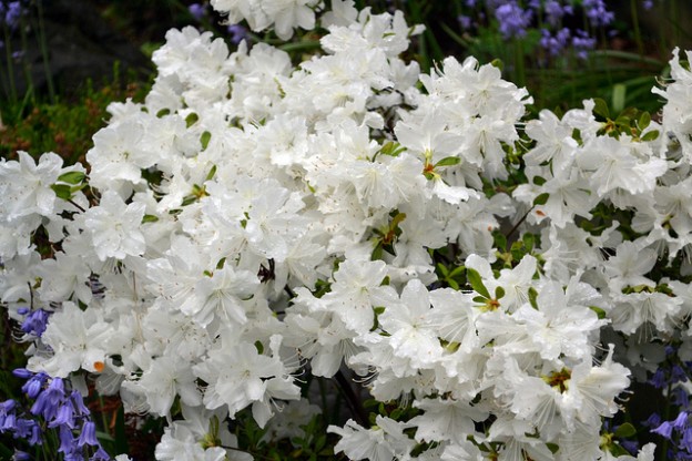 Azalea - Gammon's Garden Center & Landscape Nursery