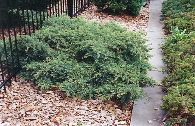 Juniper | Gammon's Garden Center & Landscape Nursery