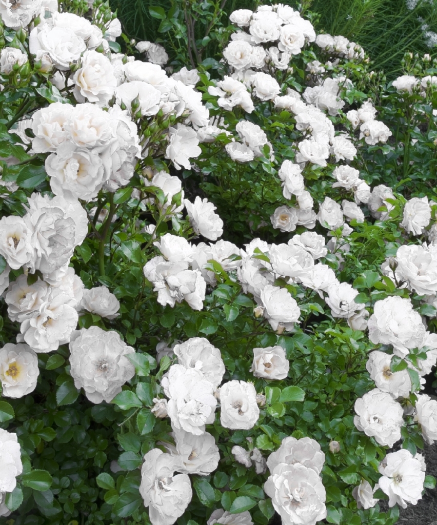 Trailing Roses | Gammon's Garden Center & Landscape Nursery