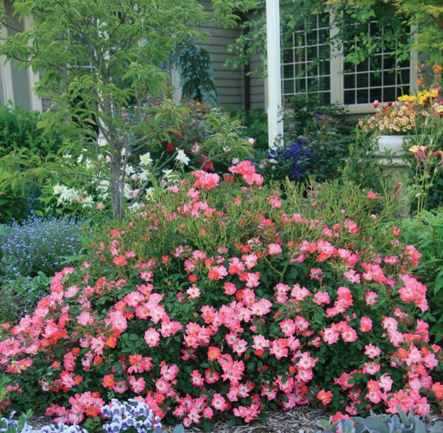 Trailing Roses | Gammon's Garden Center & Landscape Nursery