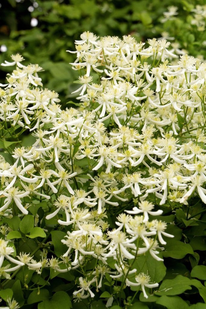 Groundcovers & Vines - Gammon's Garden Center & Landscape Nursery