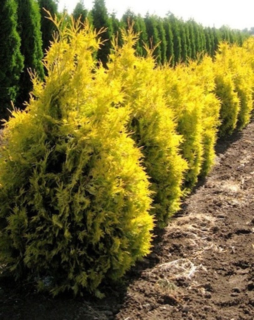 Arborvitae - Gammon's Garden Center & Landscape Nursery